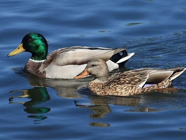 Store – Alpha Zulu Waterfowl